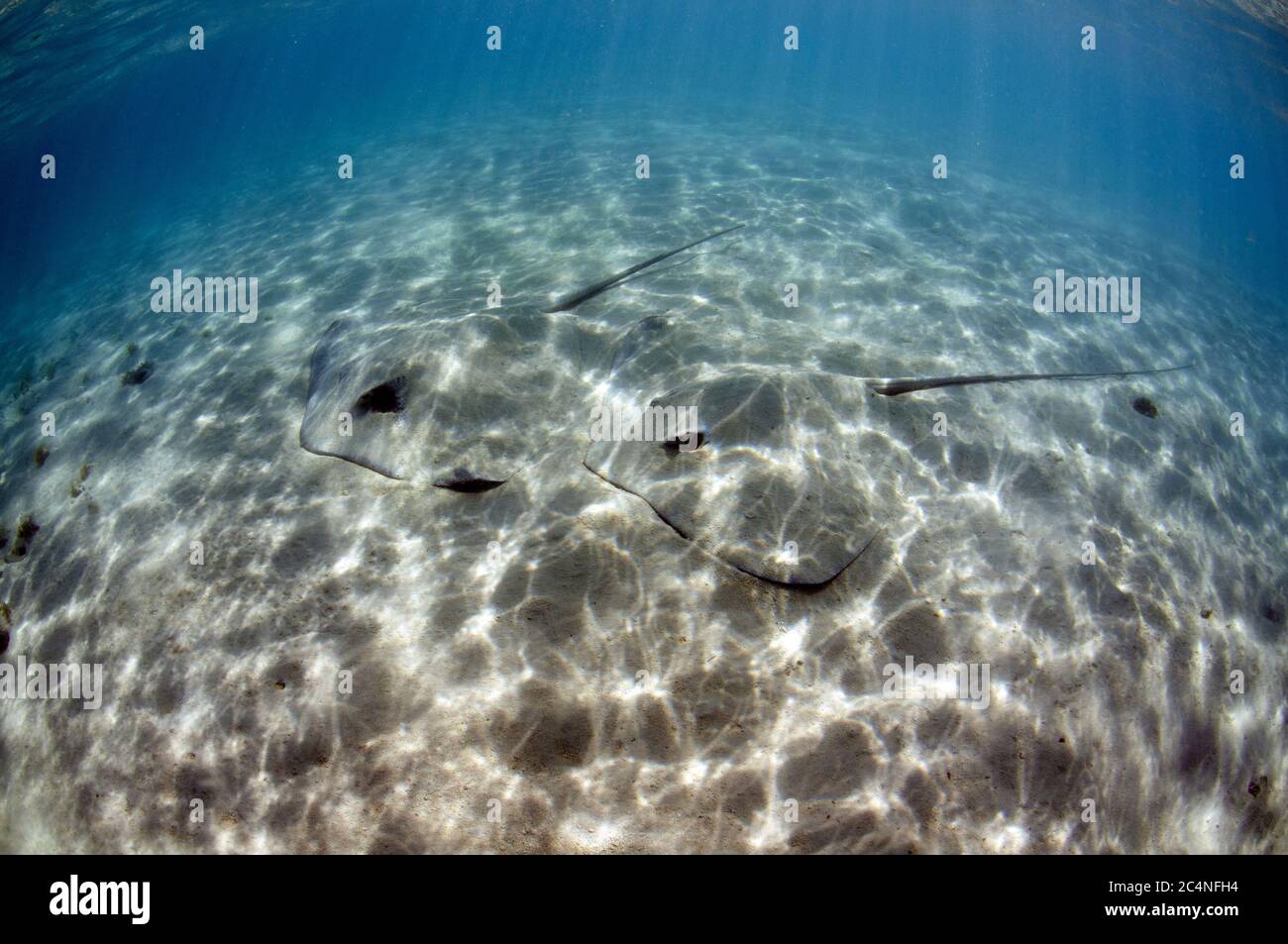 Pink whiprays, Himantura fai, on sandy area, Heron Island, Great ...