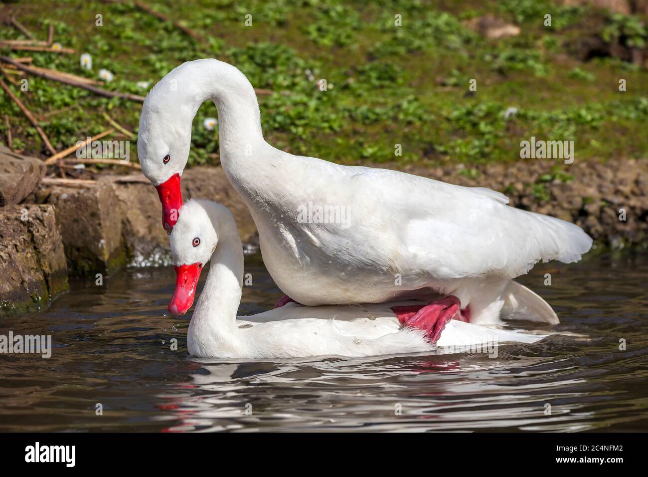 Coscoroba Swans mating a small white waterfowl species of swan found in ...