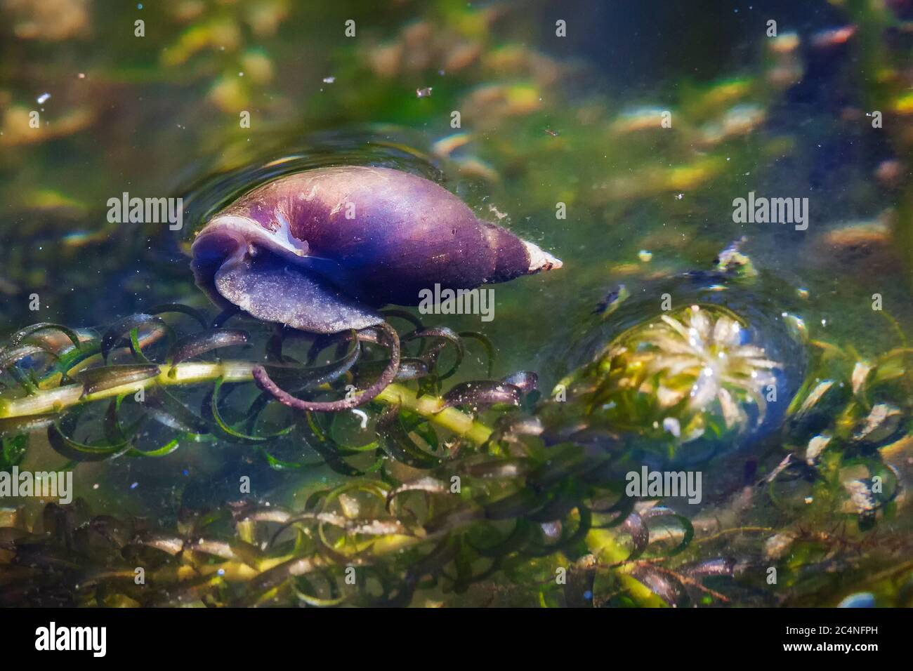 Pond snail in a freshwater garden water environment Stock Photo - Alamy