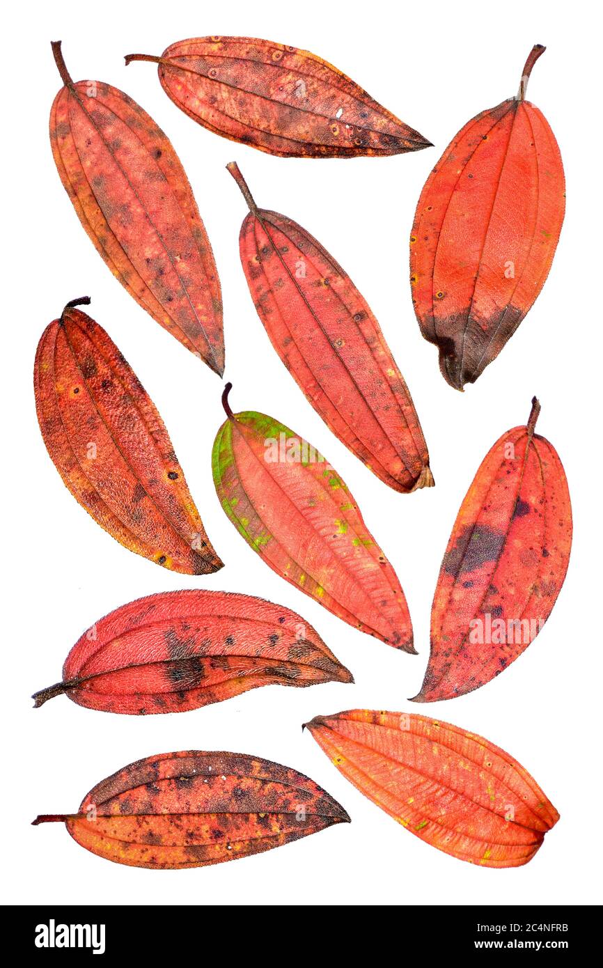 Leaves wallpaper hd Cut Out Stock Images & Pictures - Alamy