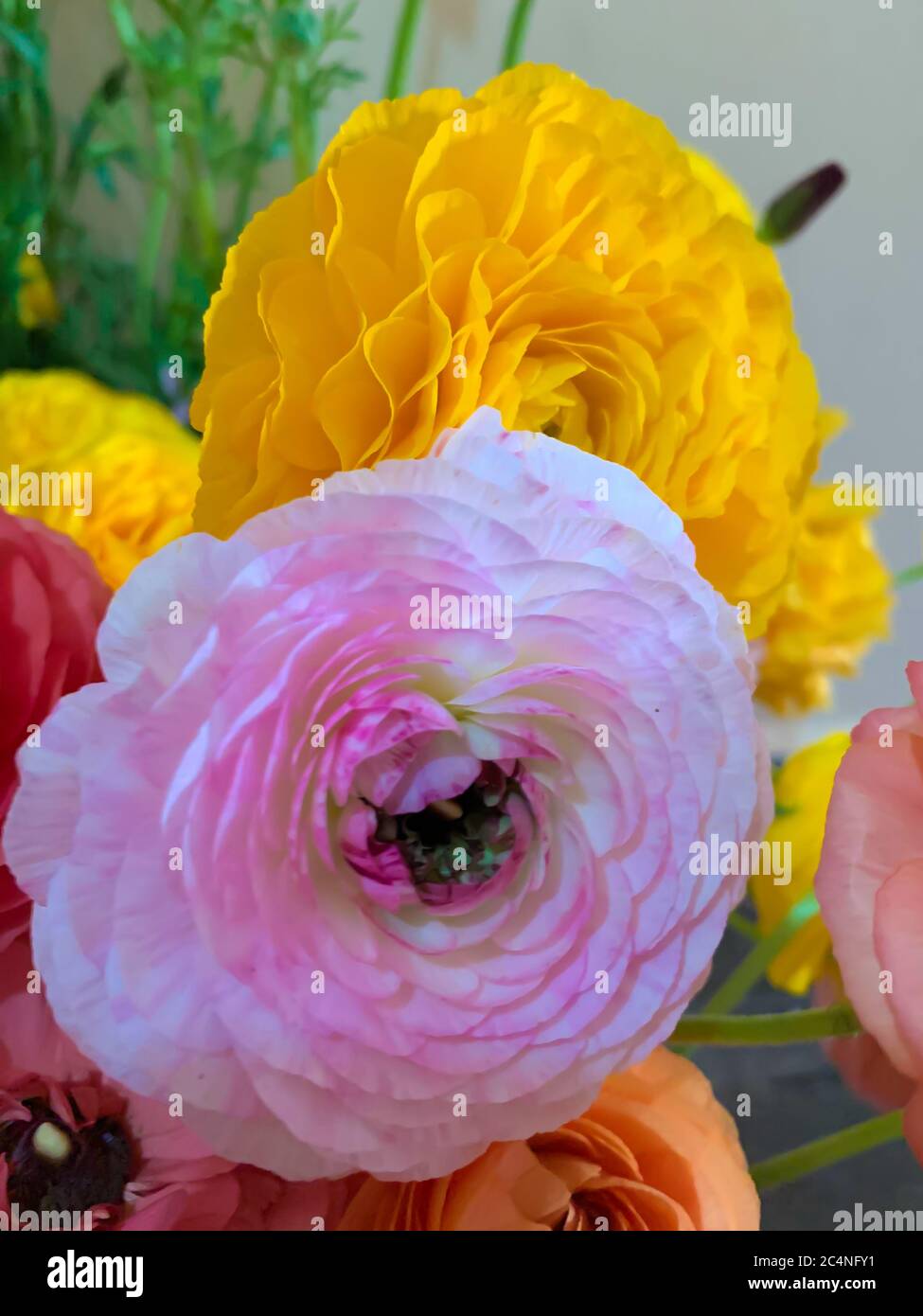 Bright pink and yellow asian buttercup flowers ranunculus asiaticus ...