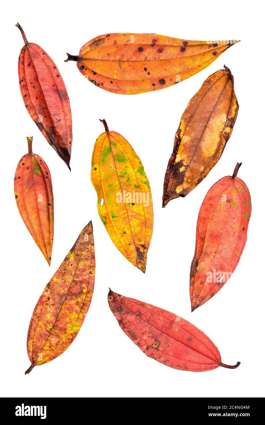 Leaves wallpaper hd Cut Out Stock Images & Pictures - Alamy