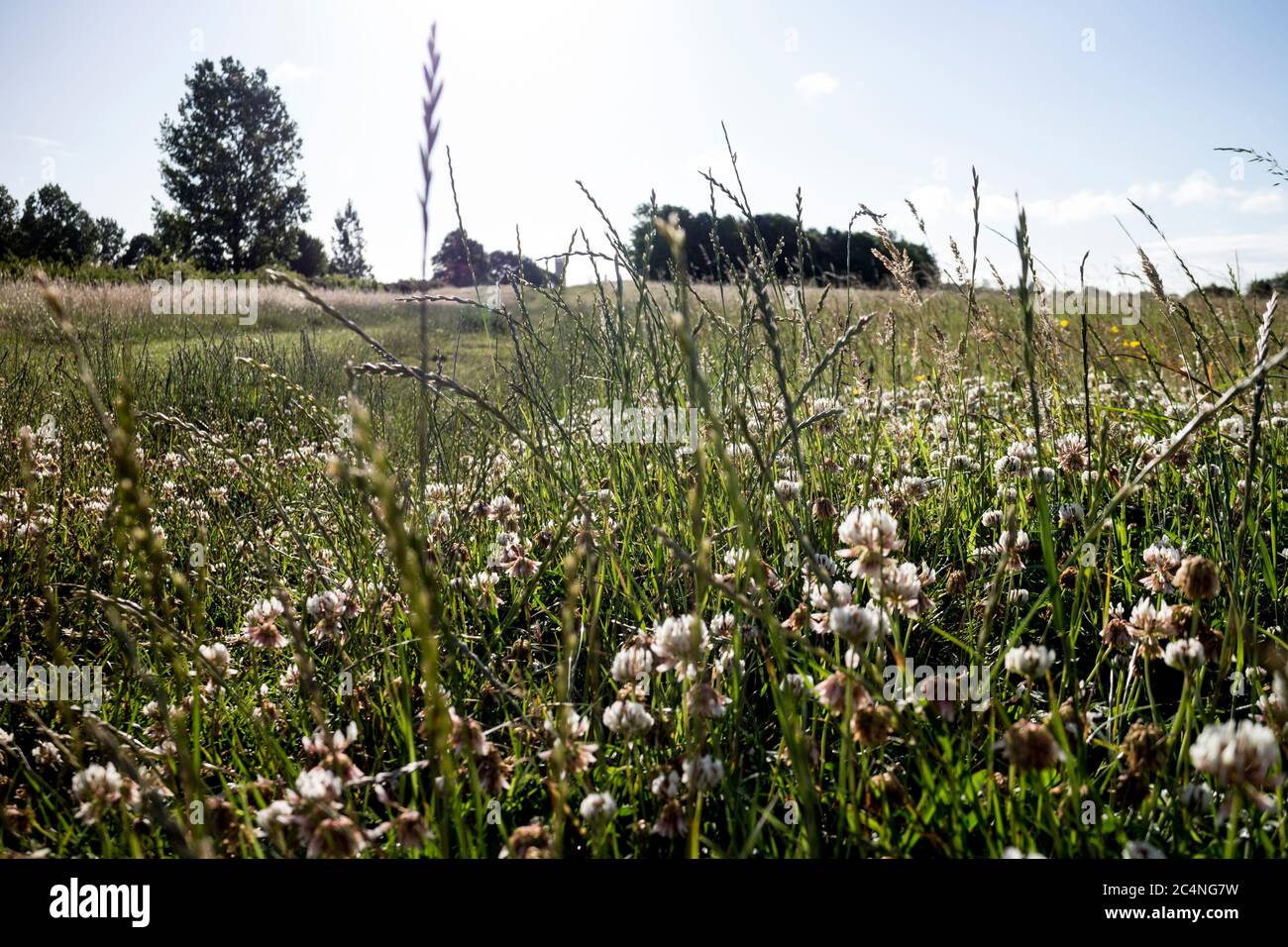 Wildflowers and grasses in summer on the Lammas Field (St Mary's Lands ...