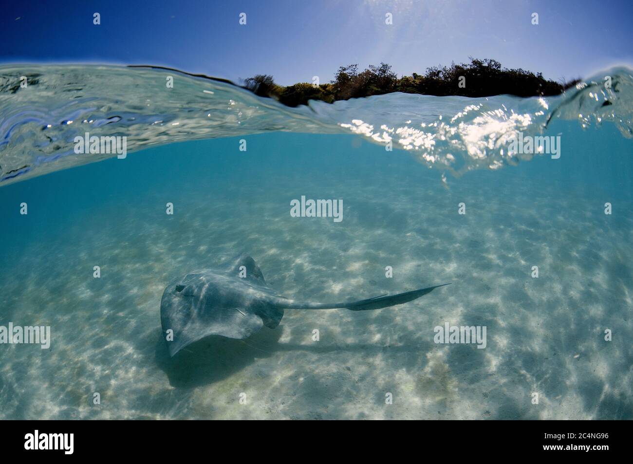 Cowtail stingray, Pastnachus sephen, on sandy area close to shore ...