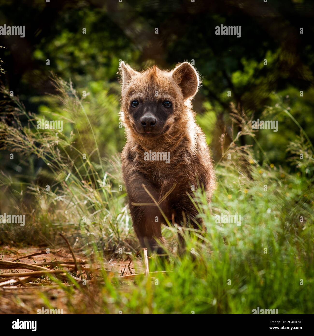 Hyena pack family hi-res stock photography and images - Alamy