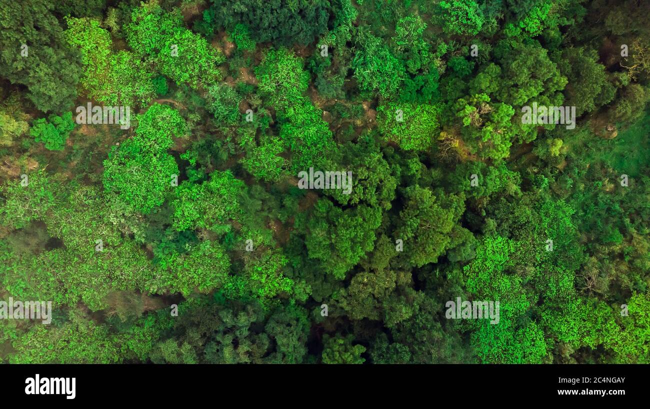 Aerial overhead sot of a forested green landscape - perfect for ...