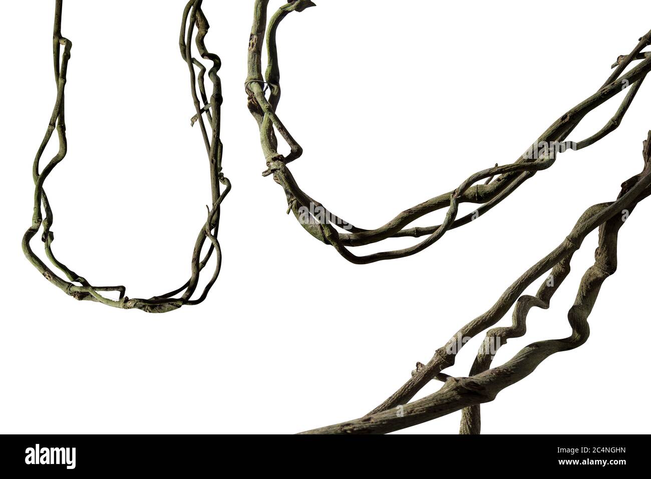 wood root. Spiral twisted jungle tree branch, vine liana plant isolated ...