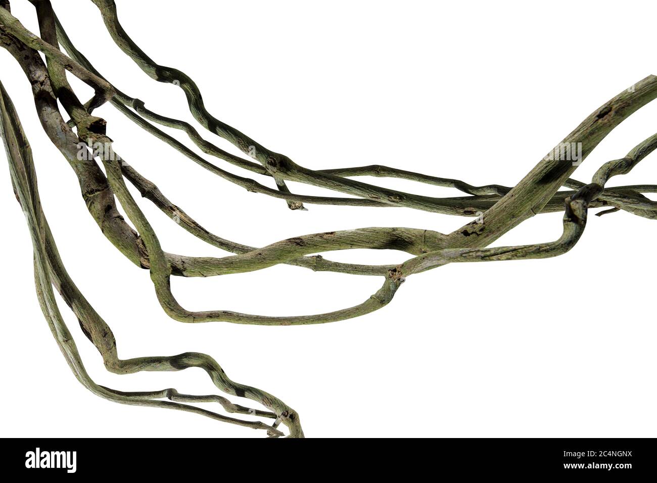 wood root. Spiral twisted jungle tree branch, vine liana plant isolated ...