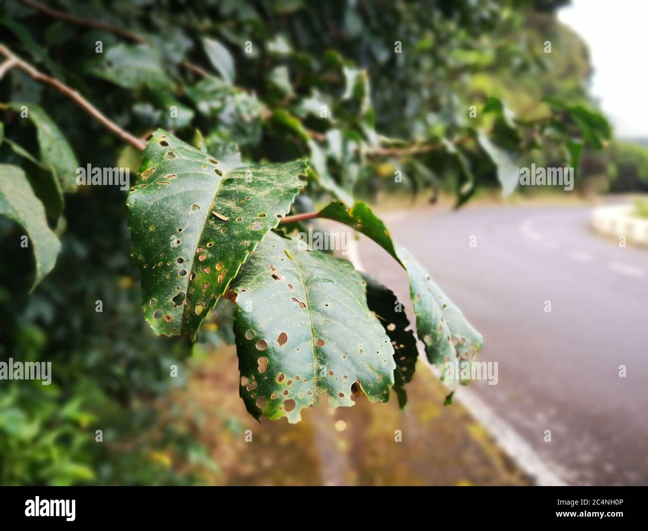 Selective focus shot of leaves on a tree branch near a road Stock Photo ...