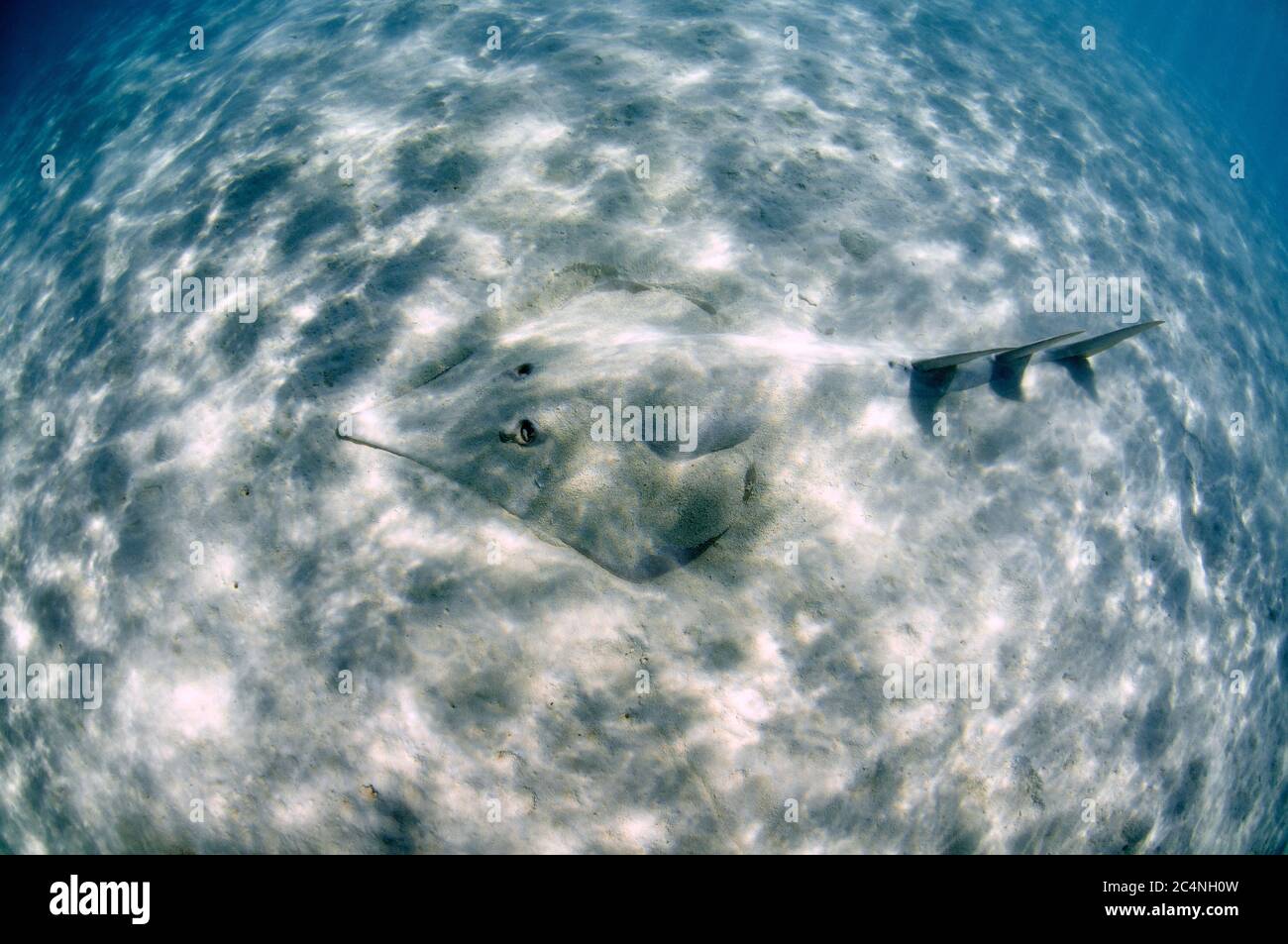 A giant shovel-nosed ray, Rhinobatus typus, rests close to shore, Heron ...