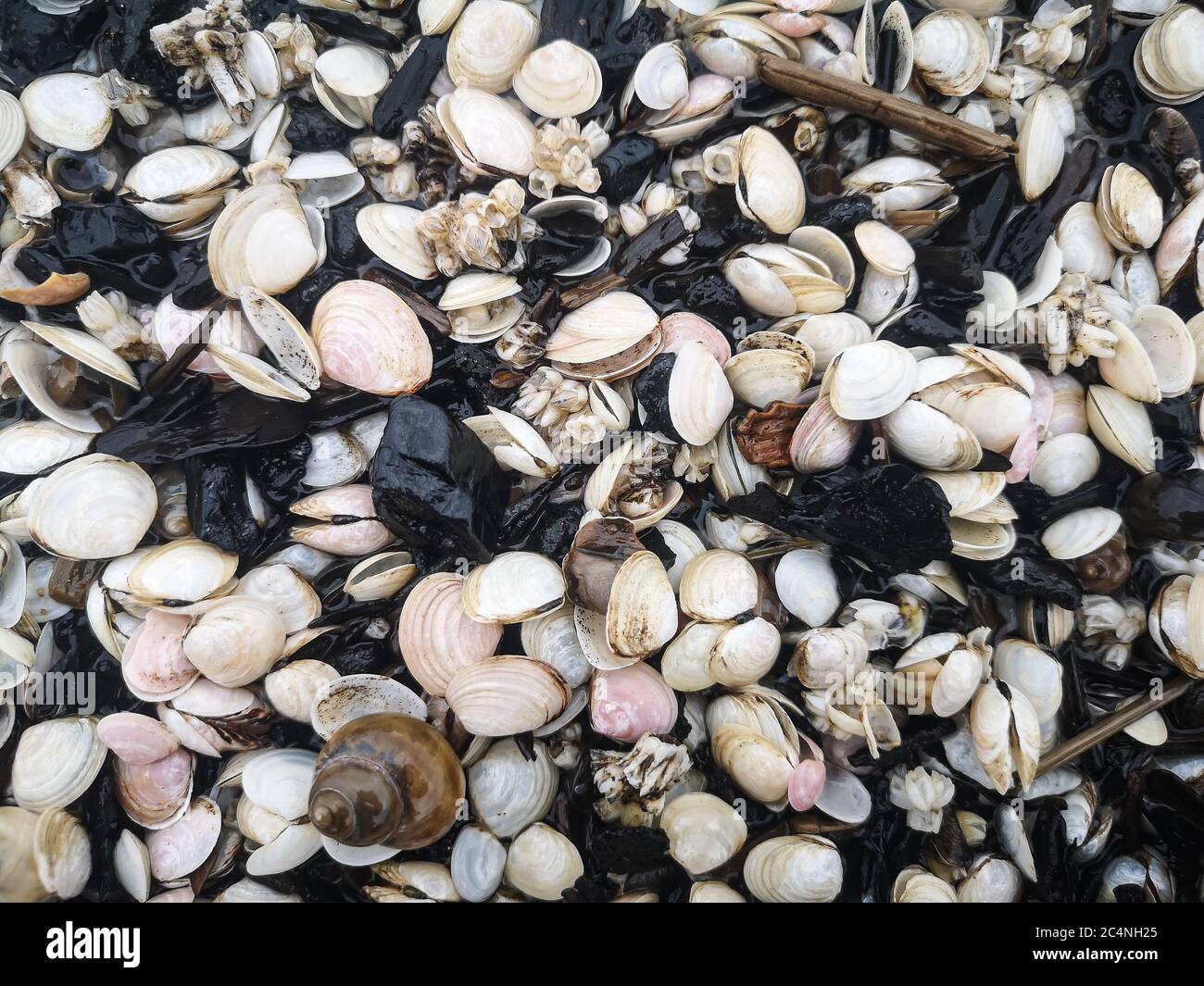 Close up plenty of black white gray Baltic Sea sea shells background ...