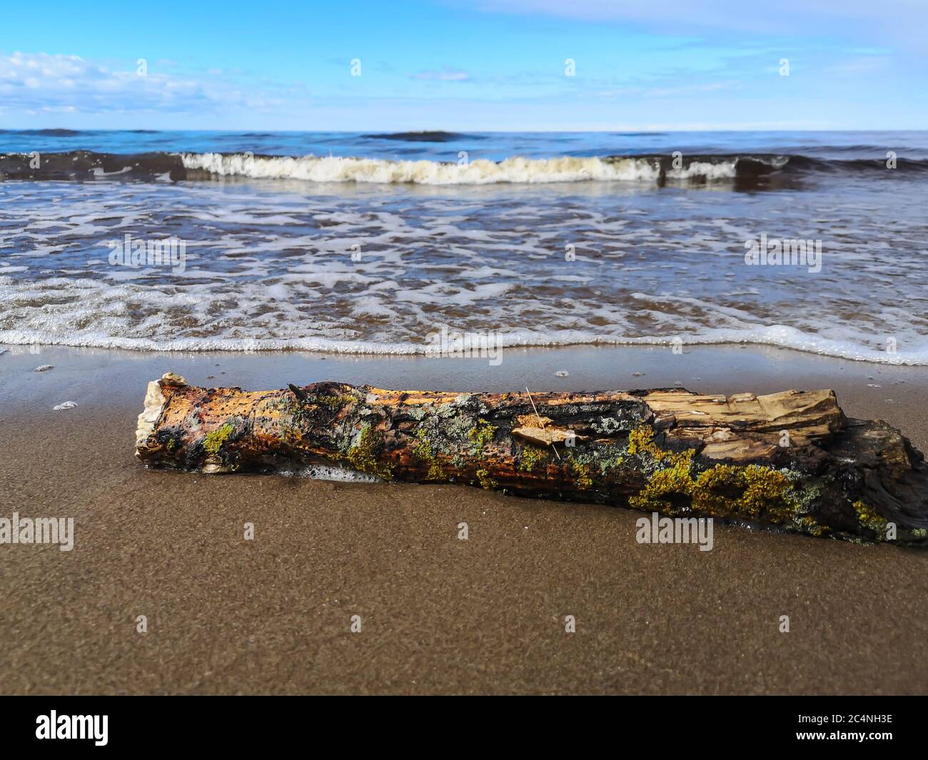 Fallen log on sand beach with Baltic sea and blue sky on background ...
