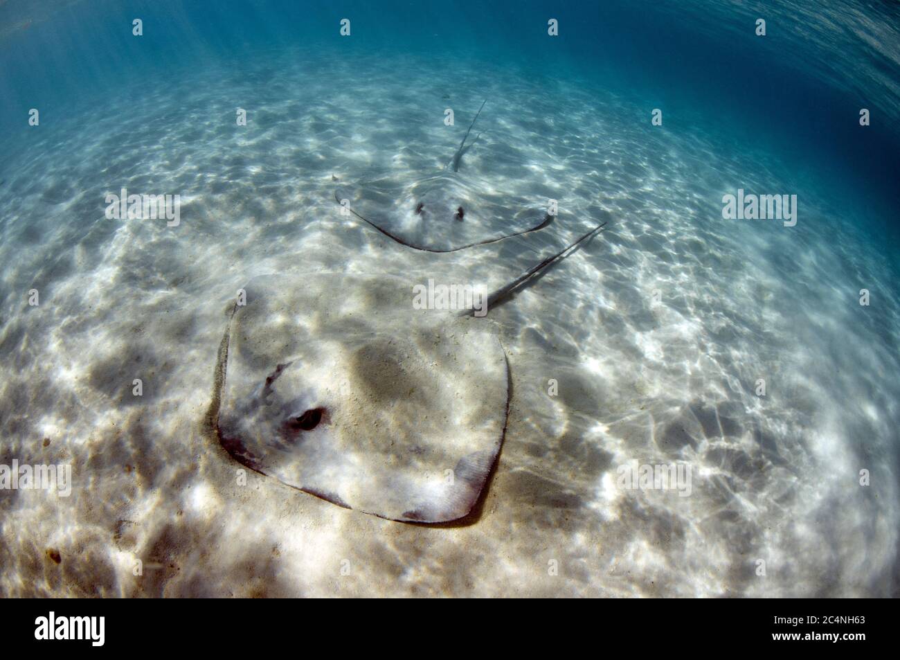Pink whiprays, Himantura fai, on sandy area, Heron Island, Great ...