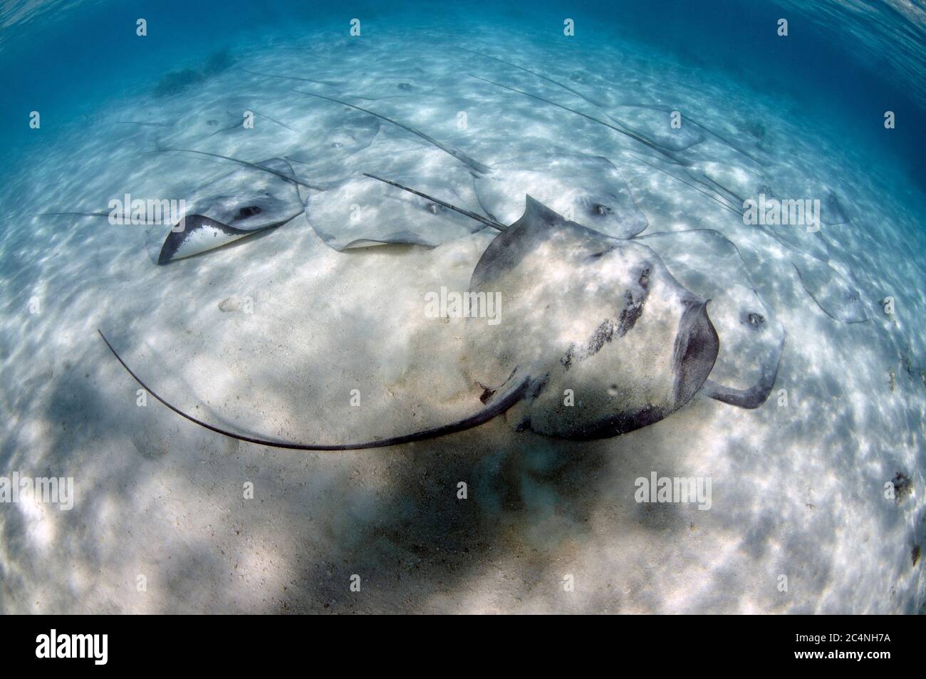 Pink whiprays, Himantura fai, on sandy area, Heron Island, Great ...