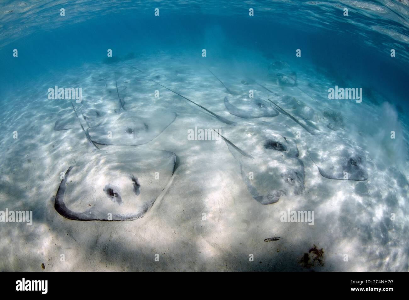 Pink whiprays, Himantura fai, on sandy area, Heron Island, Great ...