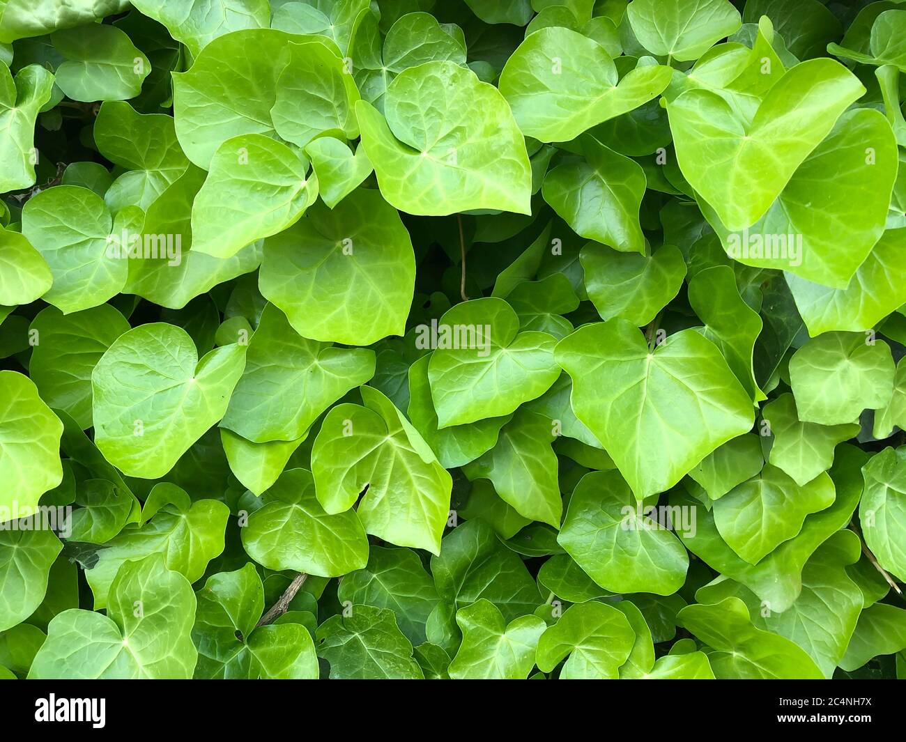 Horizontal close up wld poison green ivy wall texture pattern wallpaper ...
