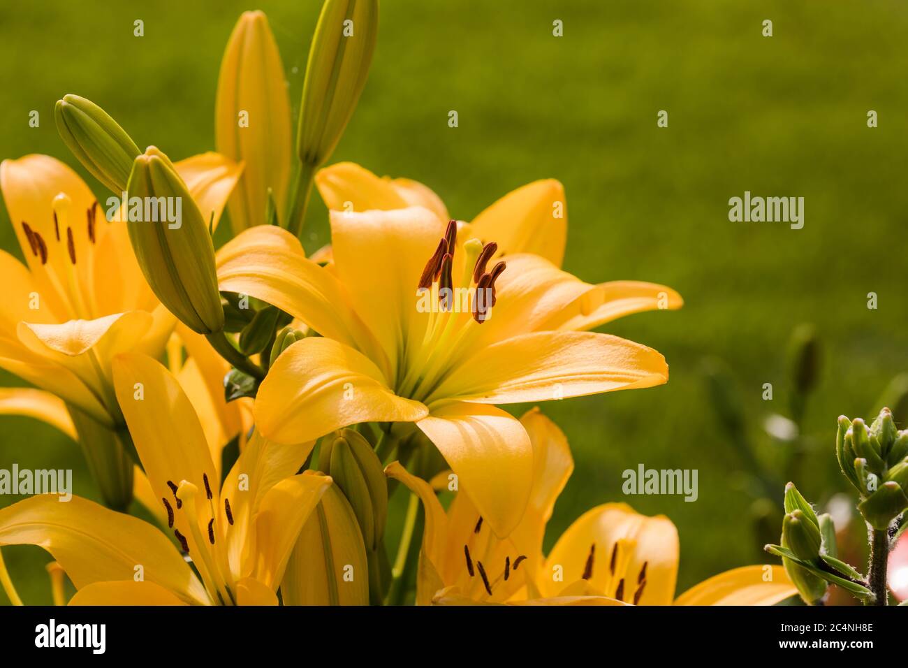 Asiatic lilies garden hi-res stock photography and images - Alamy