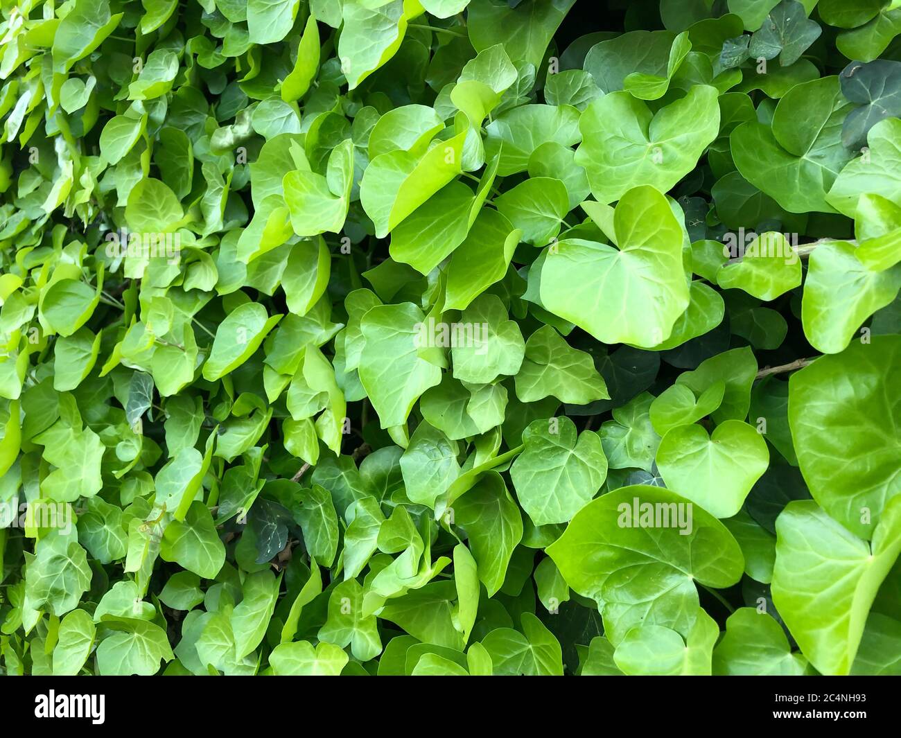Horizontal close up wld poison green ivy wall texture pattern wallpaper ...