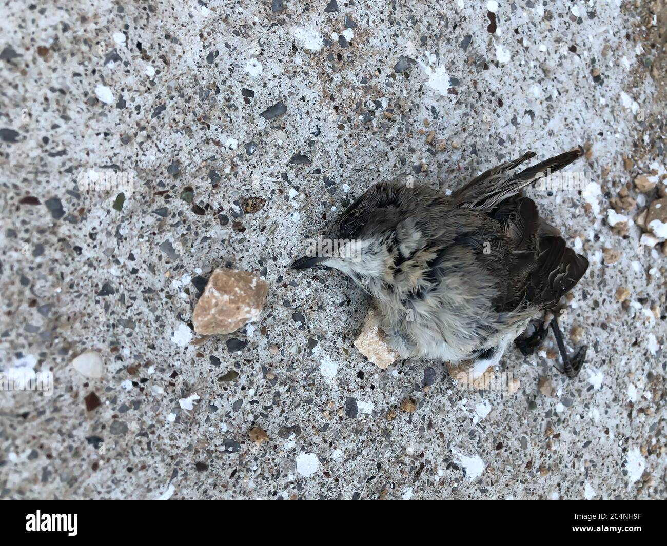 Dead sparrow disease hi-res stock photography and images - Alamy