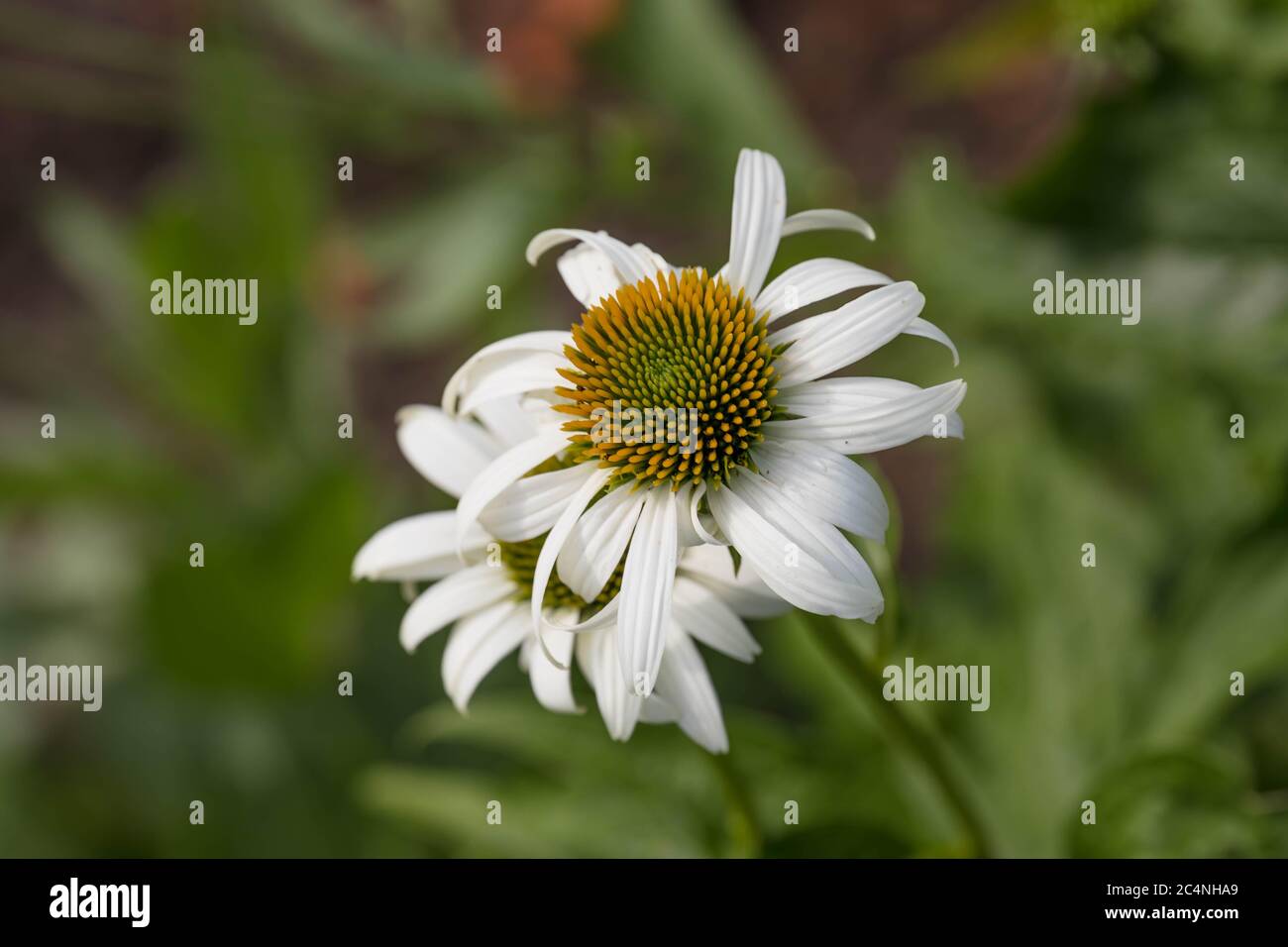 tall white daisy blooming in the back garden Stock Photo - Alamy