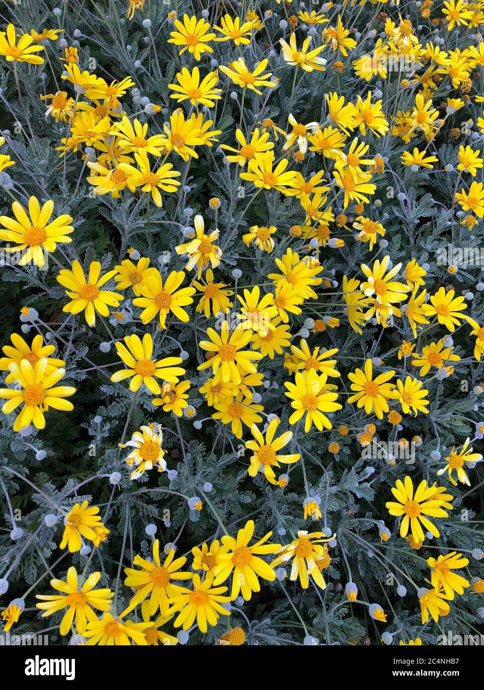Blue and white daisy bush hi-res stock photography and images - Alamy