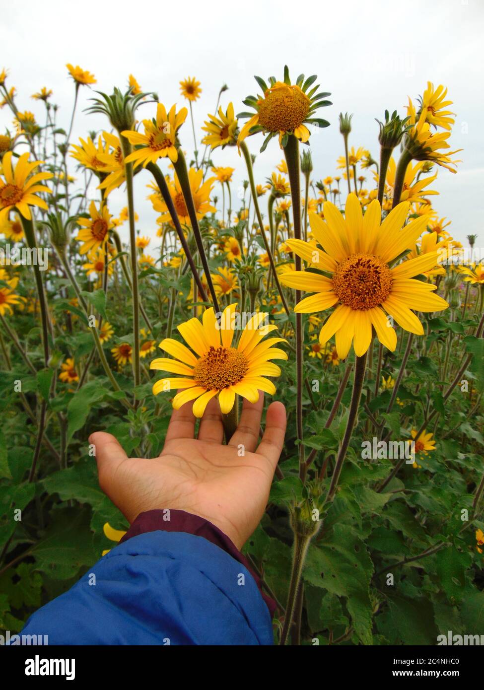 Male touching fresh spring grass hi-res stock photography and images ...