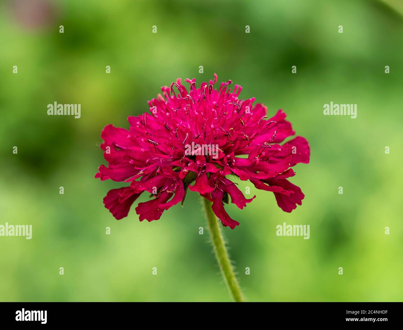 Closeup of a single dark pink cornflower, Centaurea cyanus, in a garden ...
