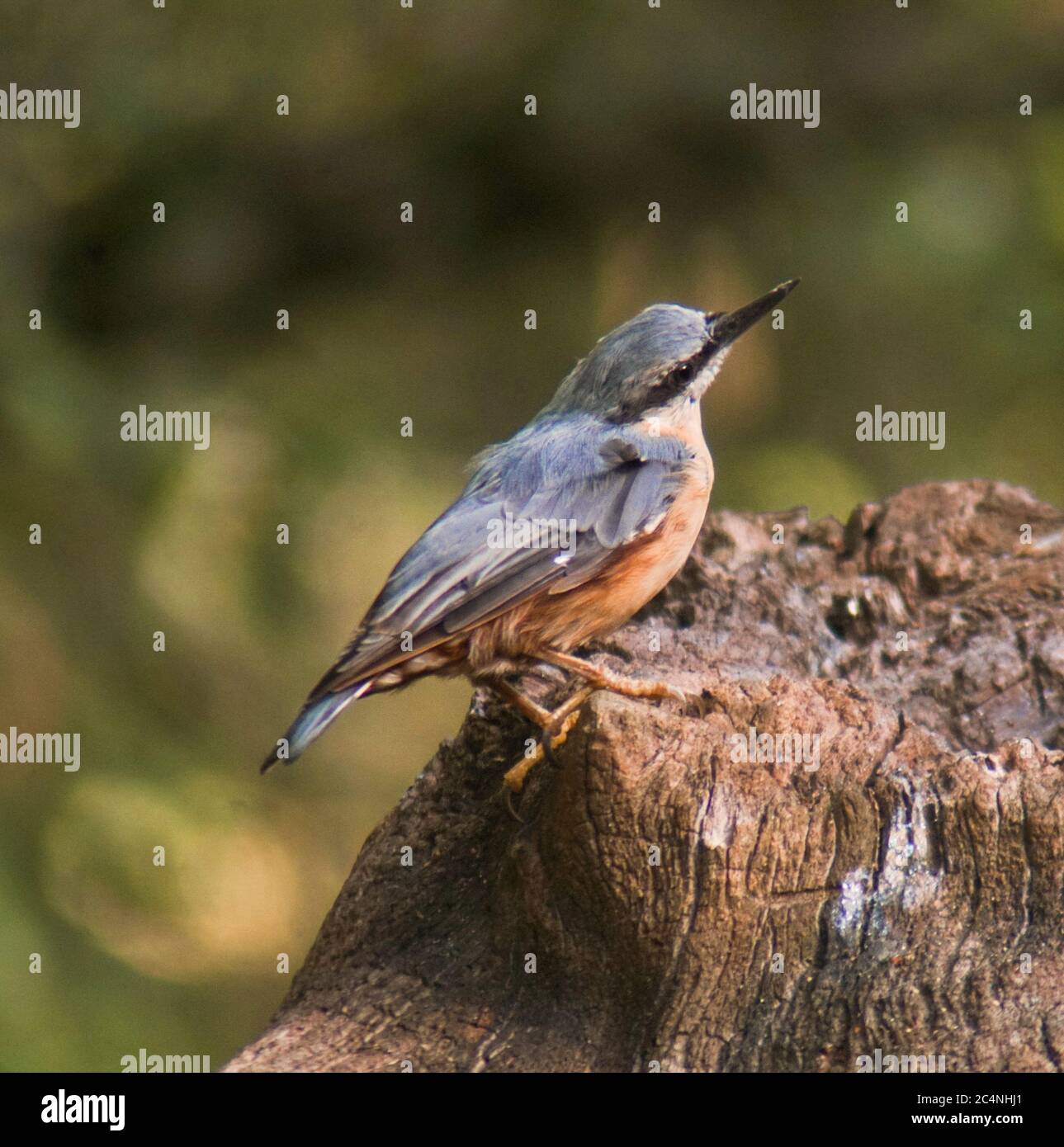 Little grey flycatcher hi-res stock photography and images - Alamy