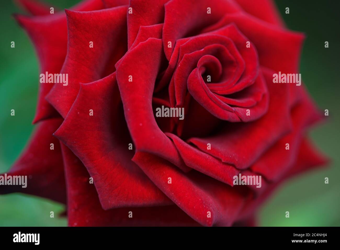 Bright red roses. Background of blooming roses flowers. Sunny natural ...