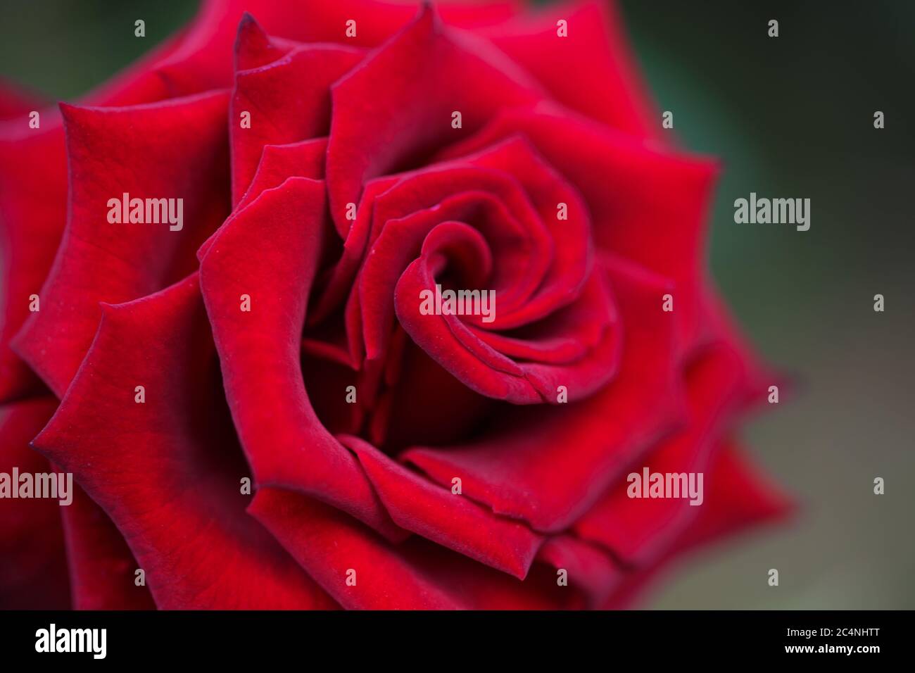 Bright red roses. Background of blooming roses flowers. Sunny natural ...