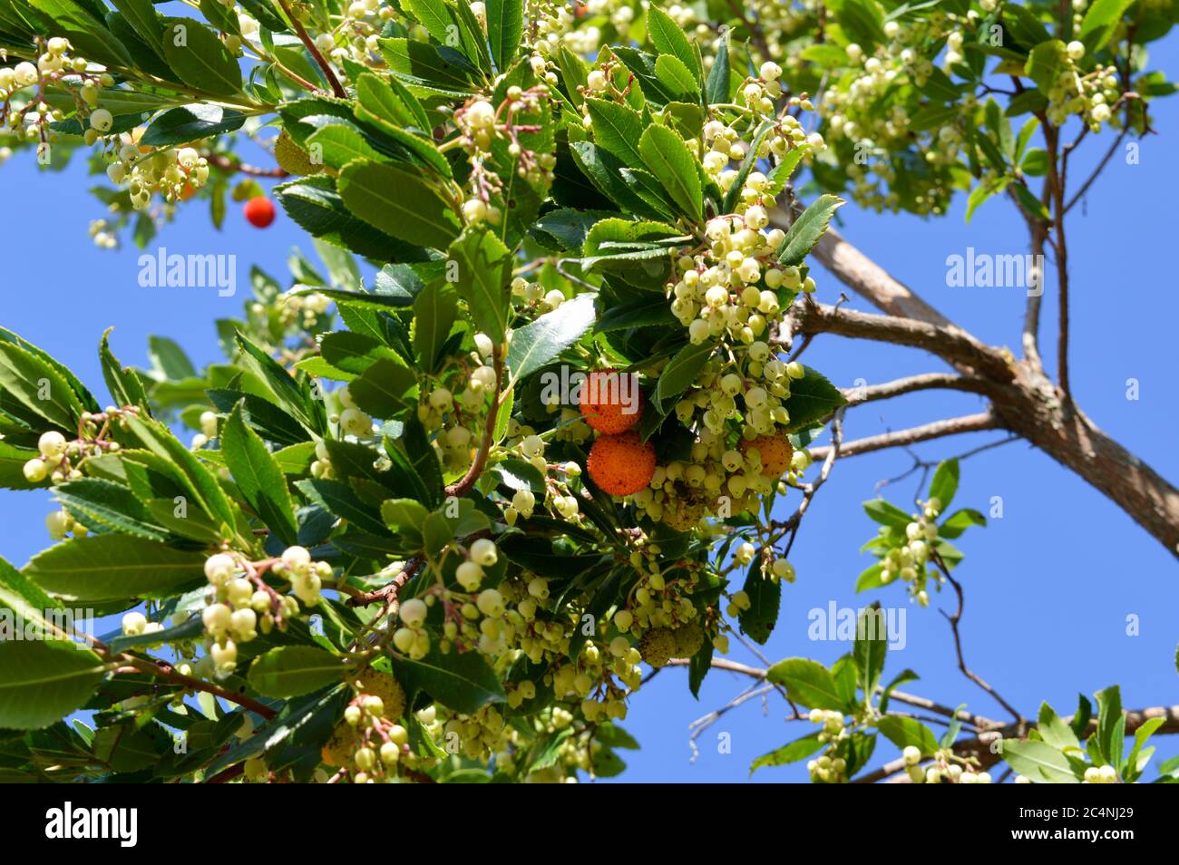 Arbutus unedo tree full with bell-shaped flowers and fruits Stock Photo ...