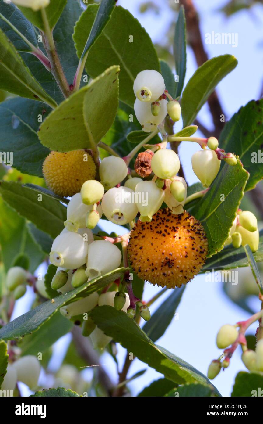 Unripe fruits and bell-shaped flowers on Arbutus unedo tree, close-up ...