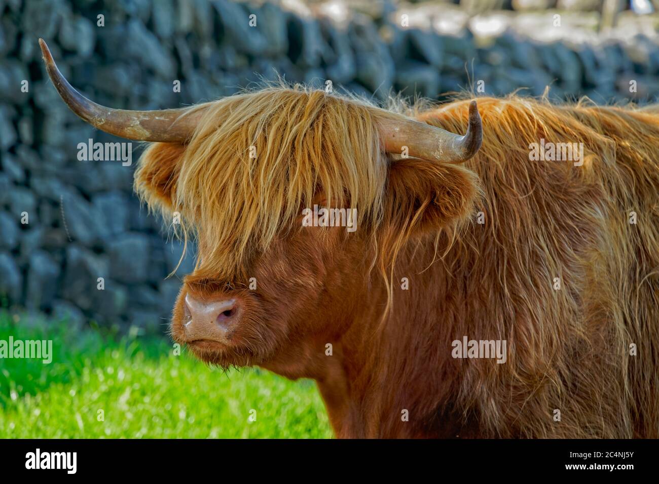 Close up of a Highland cow standing near a stone wall in the summer sun ...