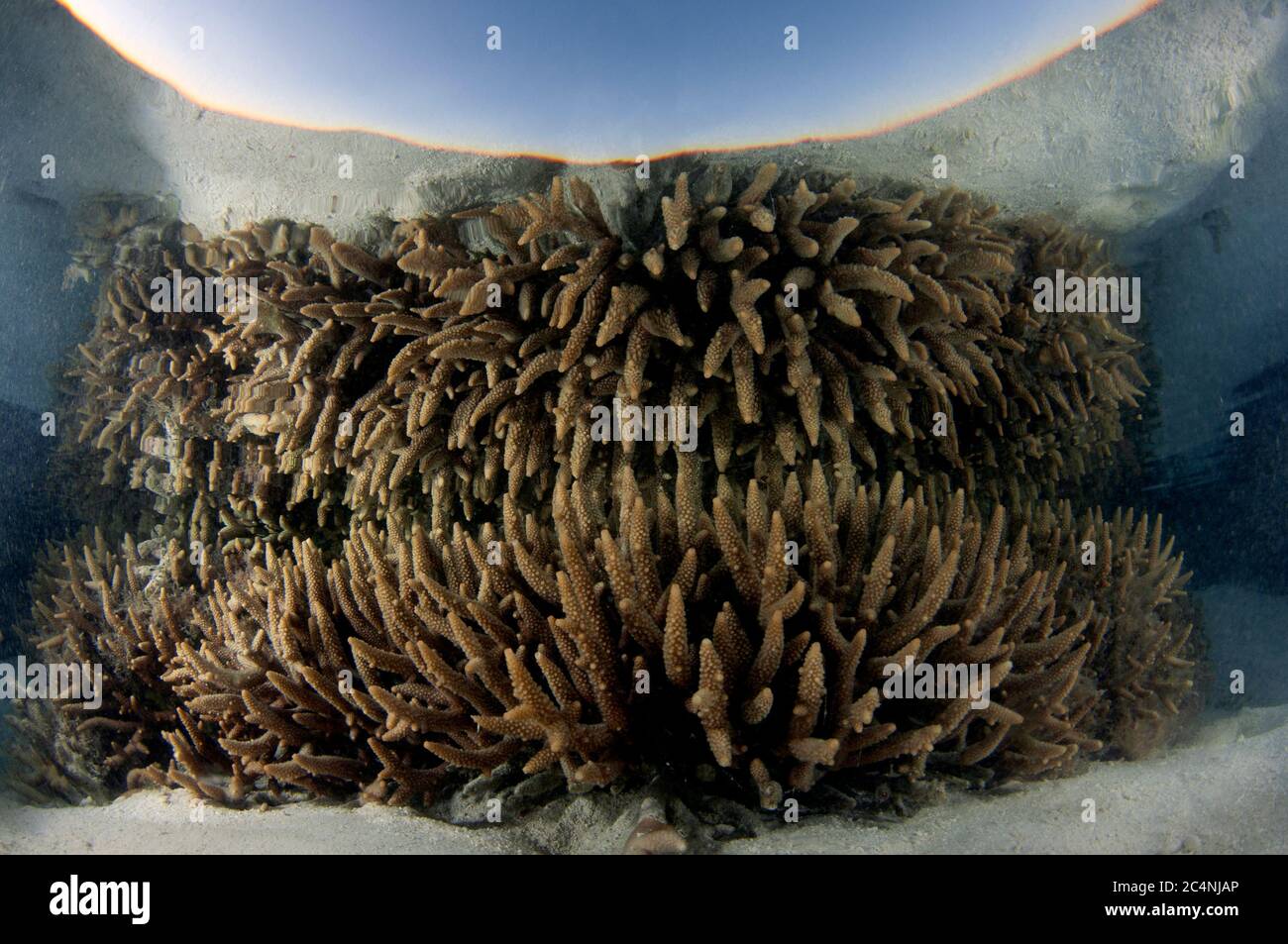Finger coral, Montipora digitata, at sunset, Heron Island, Great ...