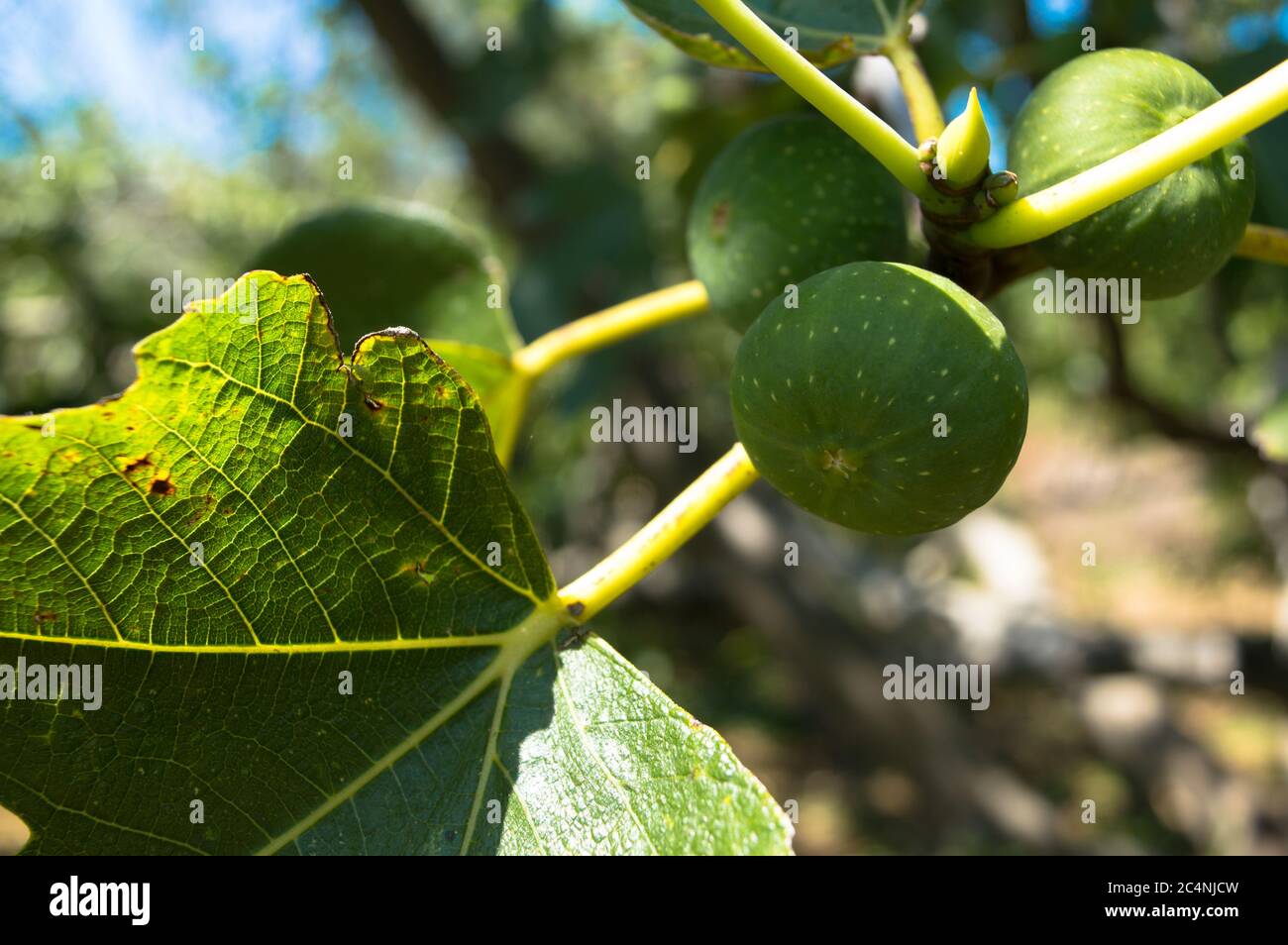 Green fig figs plant green hi-res stock photography and images - Alamy