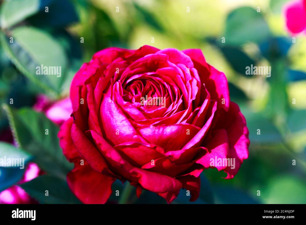 Bright red roses. Background of blooming roses flowers. Sunny natural ...