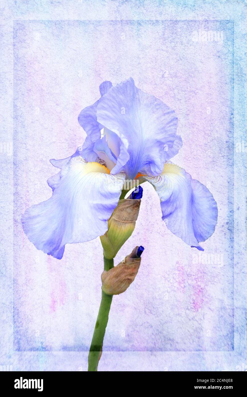 Iris pallida flower plant cut out and isolated on a textured effect ...