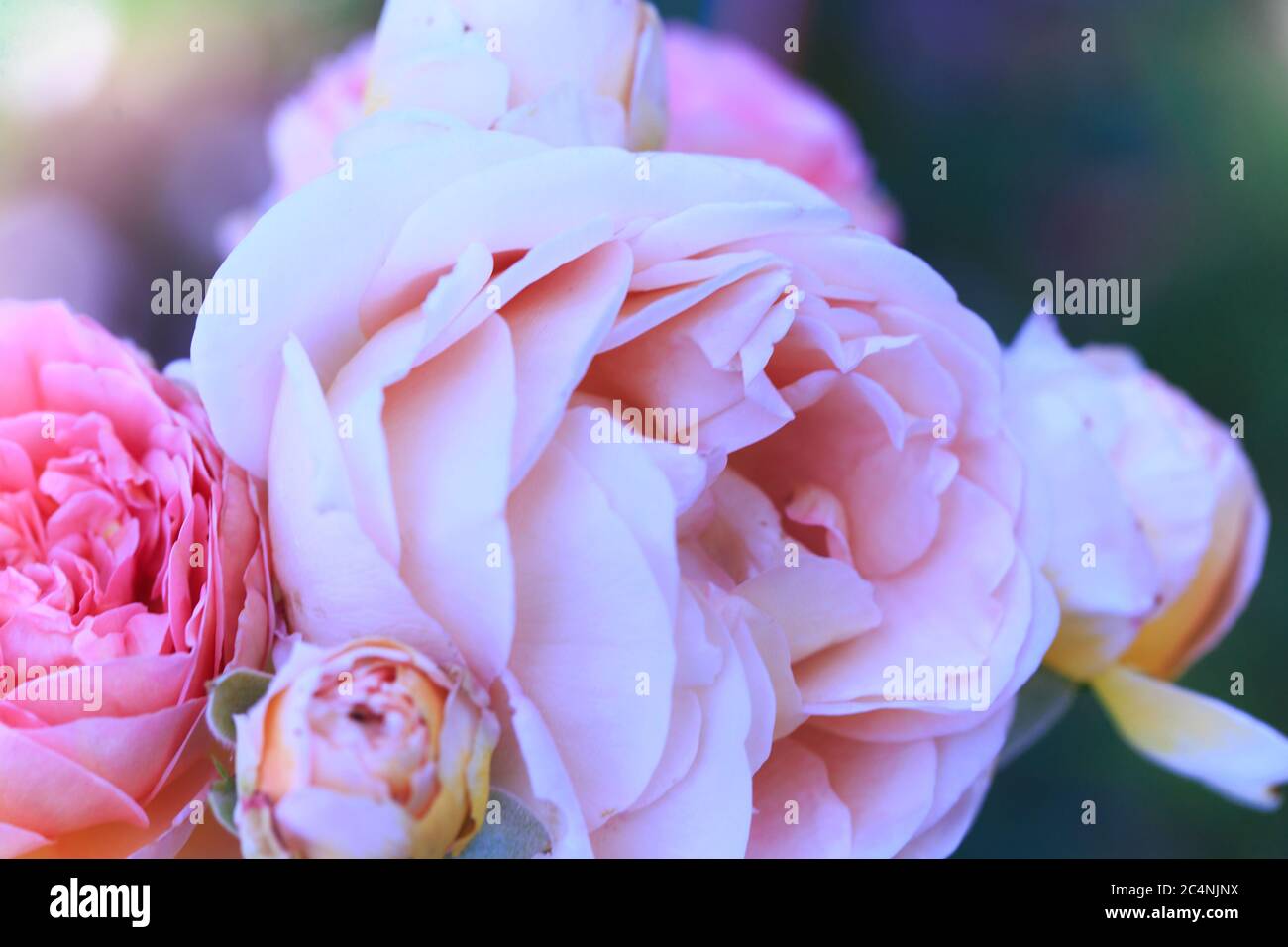 Tender roses. Background of blooming roses flowers. Sunny natural light ...