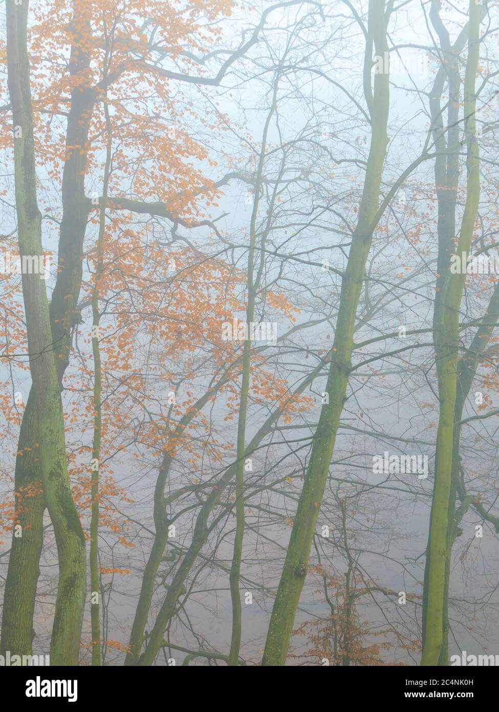 Nature and environment. Forest autumnal trees. Landscape in the foggy ...