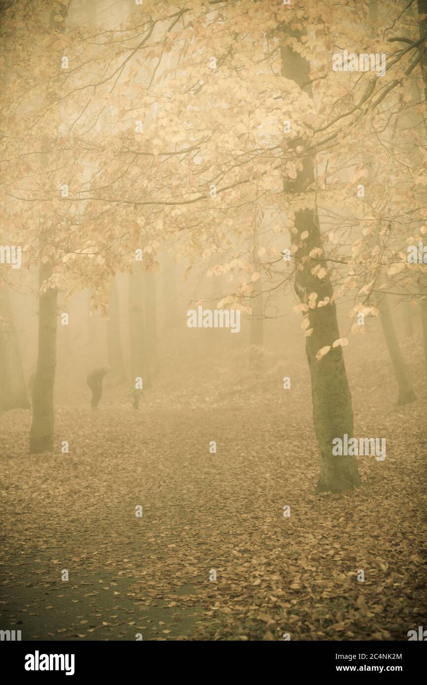 Nature and environment. Forest autumnal trees. Landscape in the foggy ...