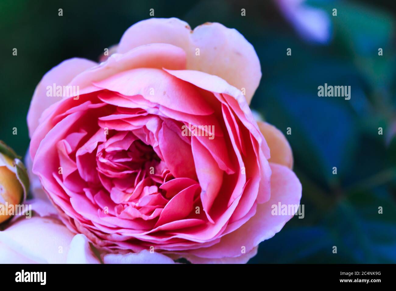 Tender roses. Background of blooming roses flowers. Sunny natural light ...