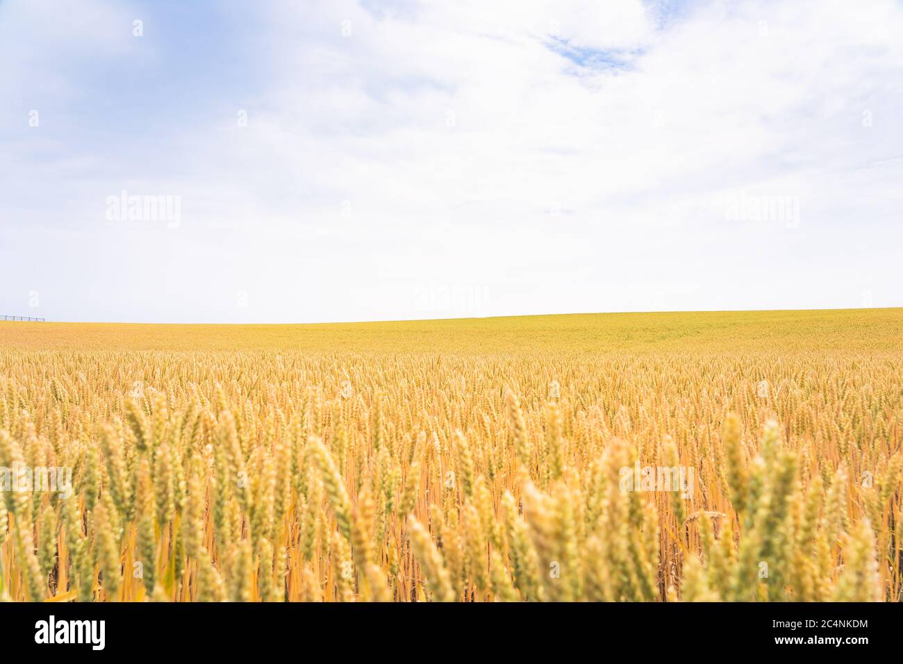 Barley farm fields Stock Photo - Alamy