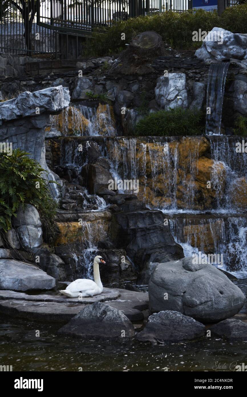 Swan vertical photo hi-res stock photography and images - Alamy
