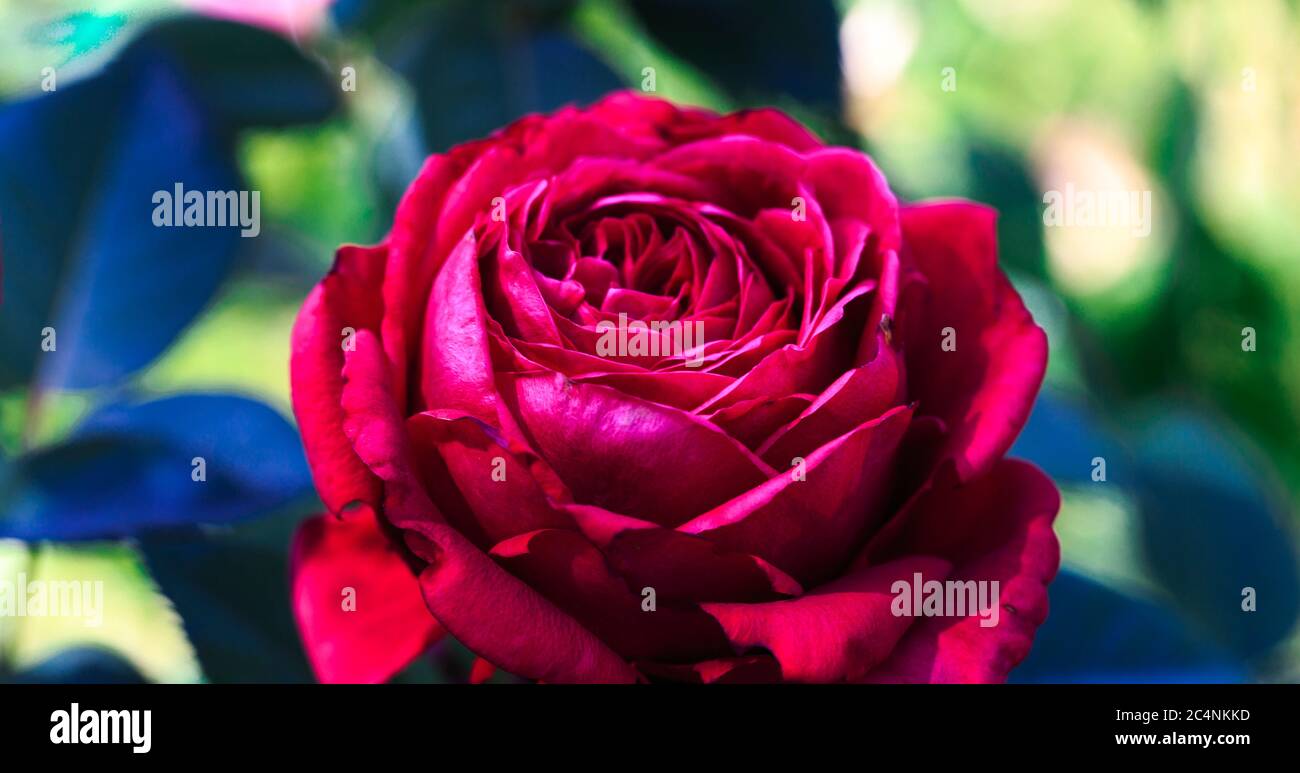 Bright red roses. Background of blooming roses flowers. Sunny natural ...