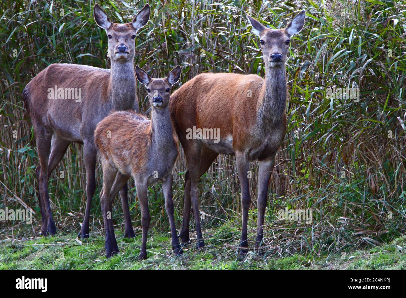 Female hinds hi-res stock photography and images - Alamy