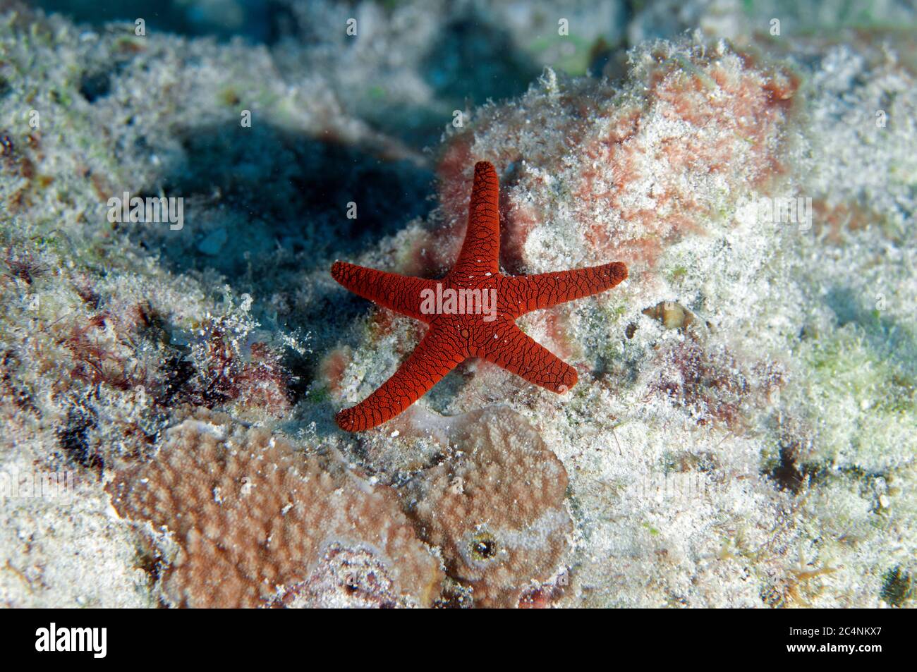 Red starfish, Fromia indica, Heron Island, Great Barrier Reef ...
