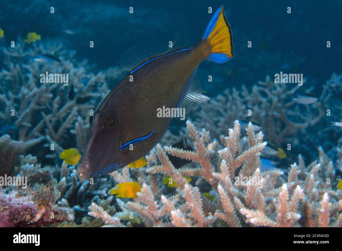 Halfmoon Triggerfish High Resolution Stock Photography and Images - Alamy