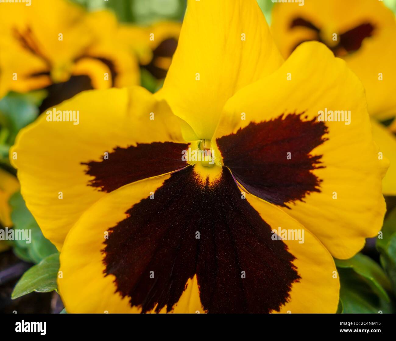 Pansy cultivar hi-res stock photography and images - Alamy