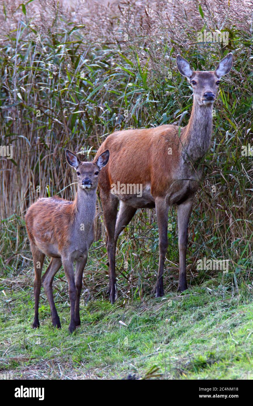 Female hinds hi-res stock photography and images - Alamy