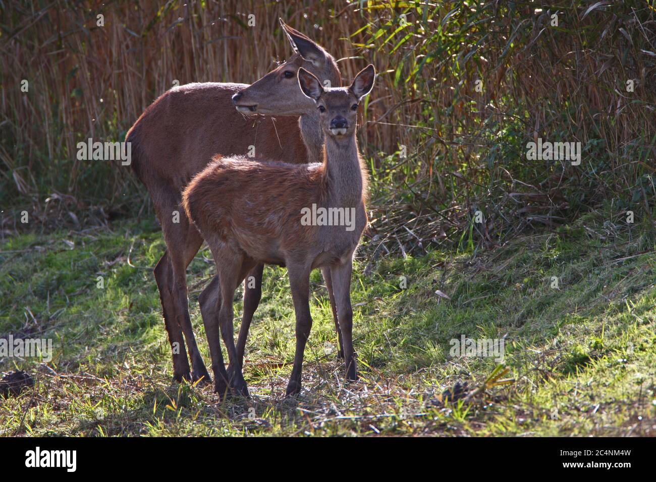 Female hind hi-res stock photography and images - Alamy